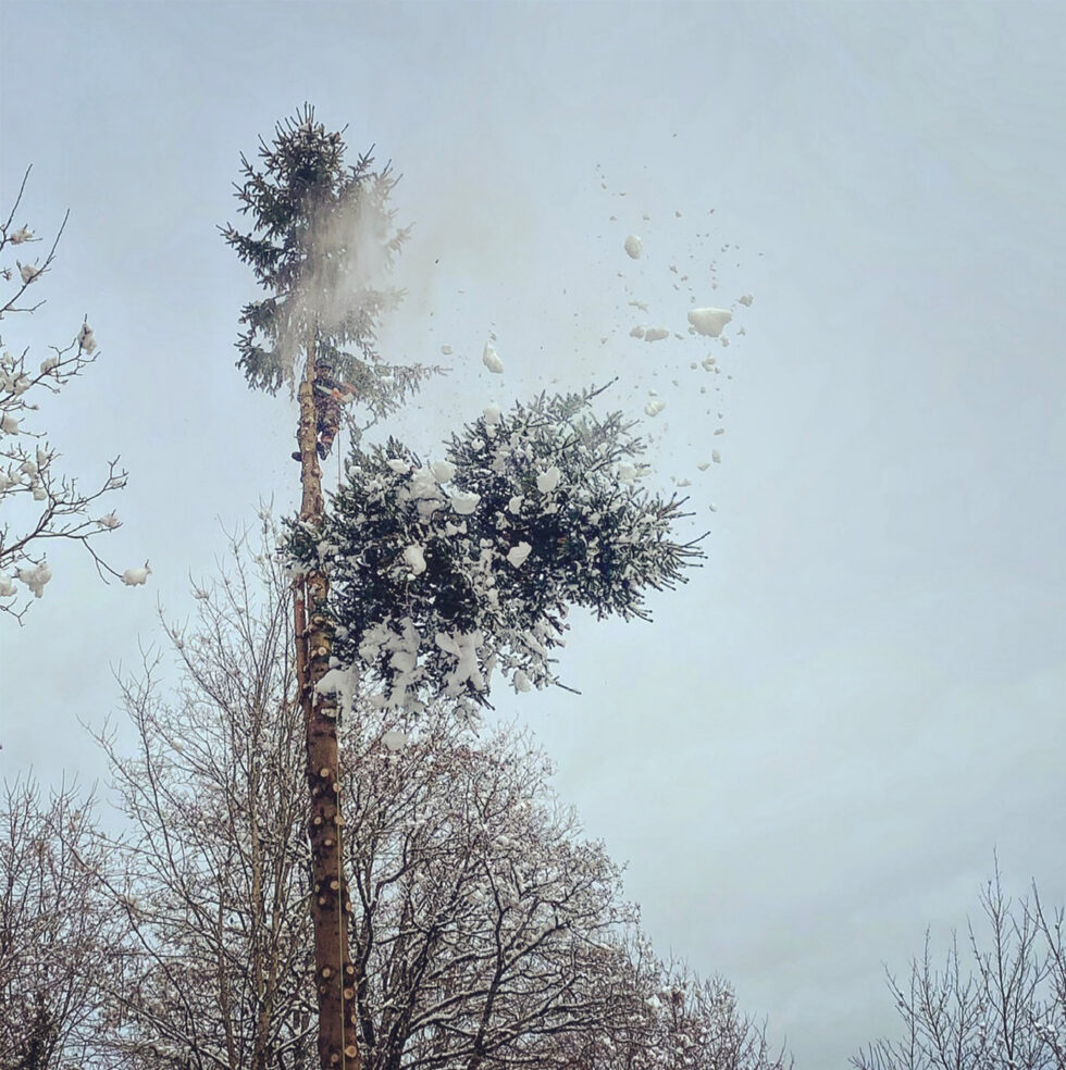 Accueil - Seven Tree élagage