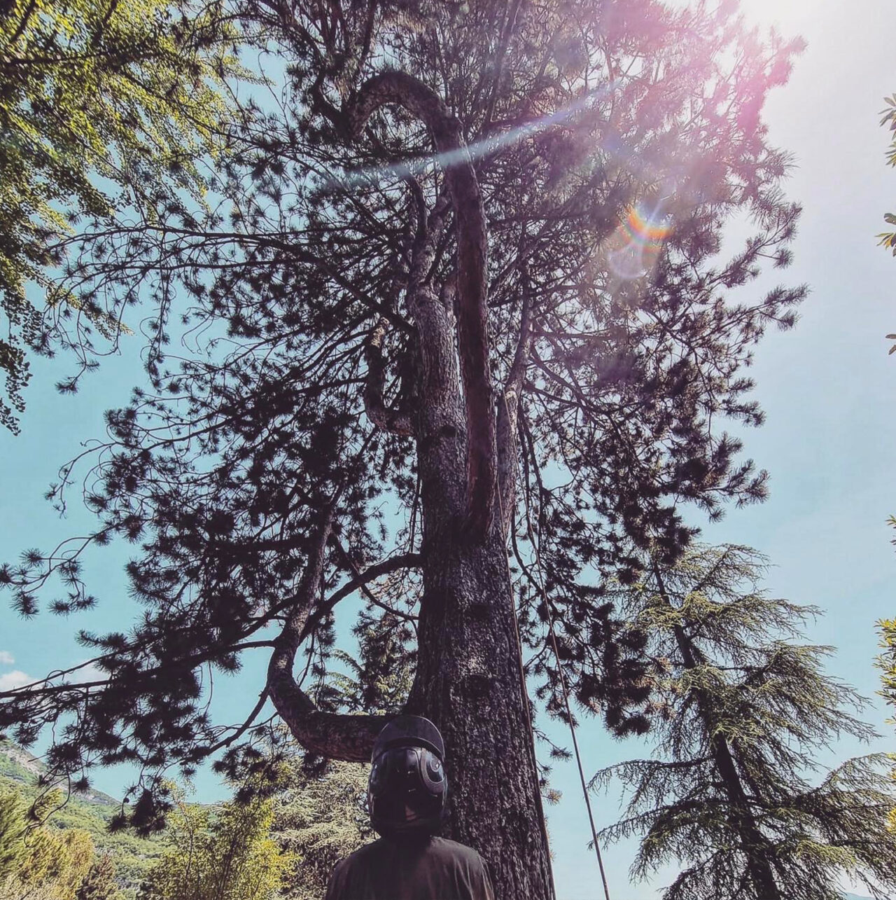 Accueil - Seven Tree élagage